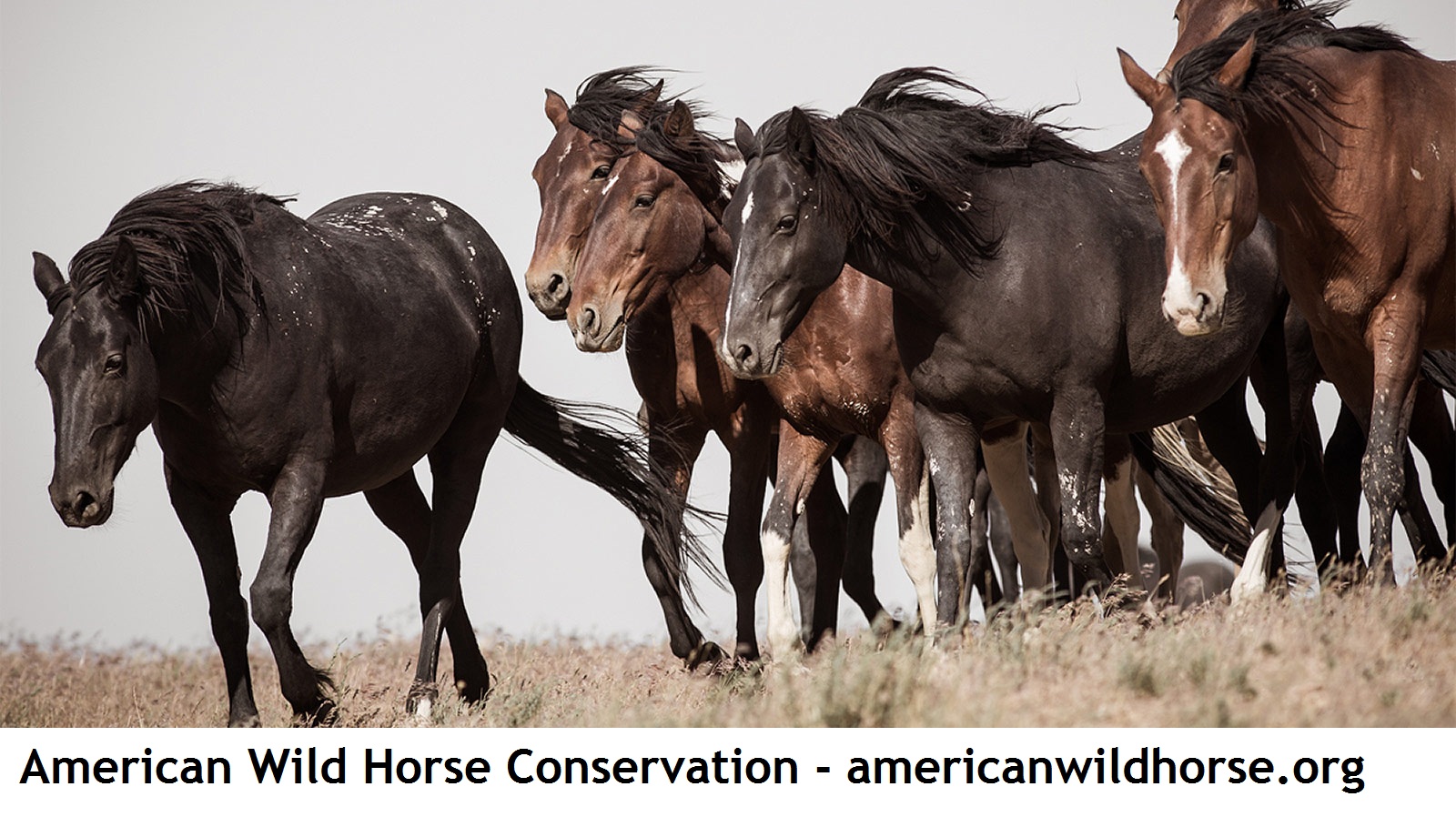 85% of Wild Ponies ‘Killed Off’ in Natural England ‘Enclosure by ...